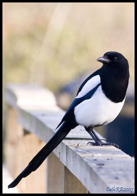 Sroka – Zwierzę Mocy – Blog Lastomine – Uzdrawiająca Moc Minerałów ...